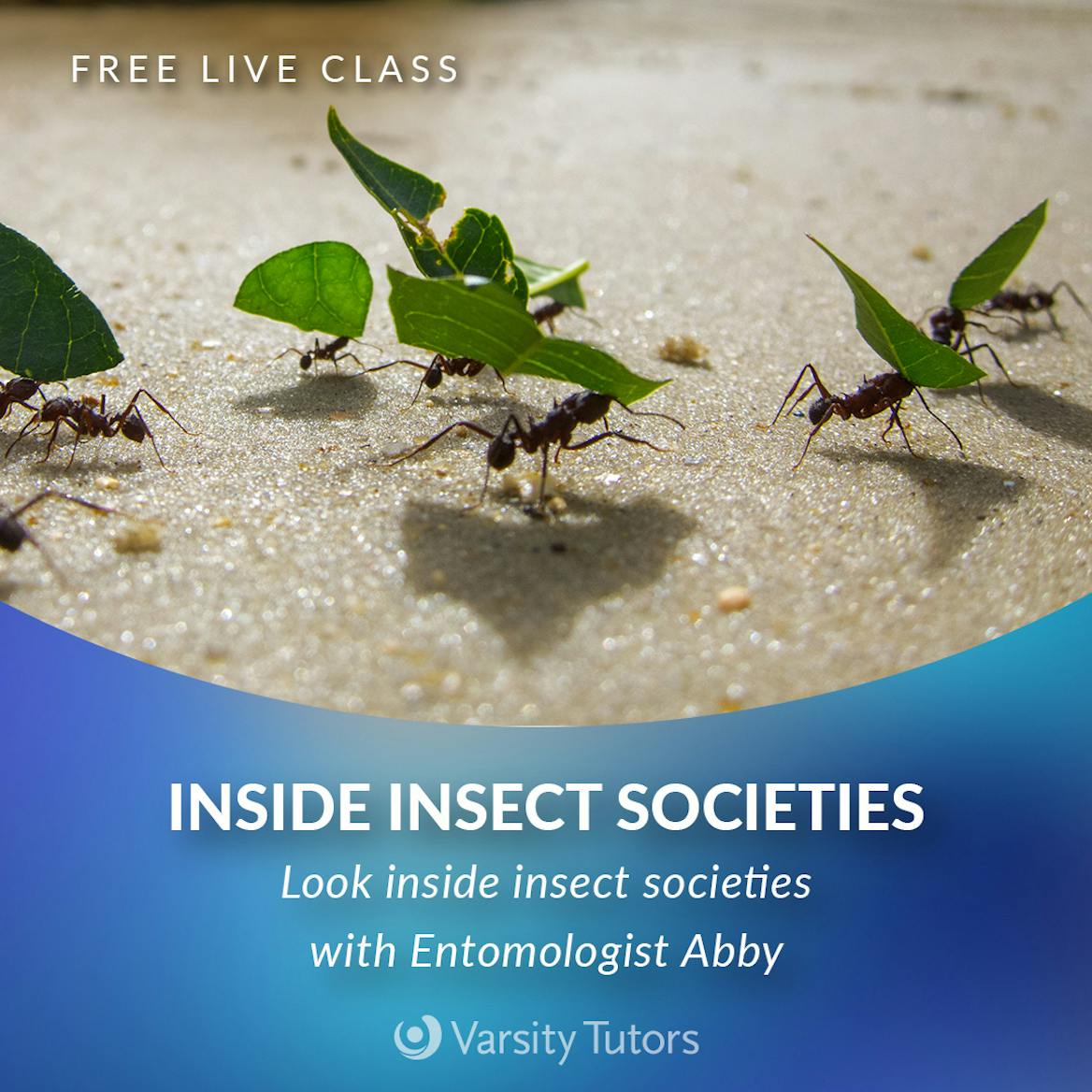 Inside Insect Societies