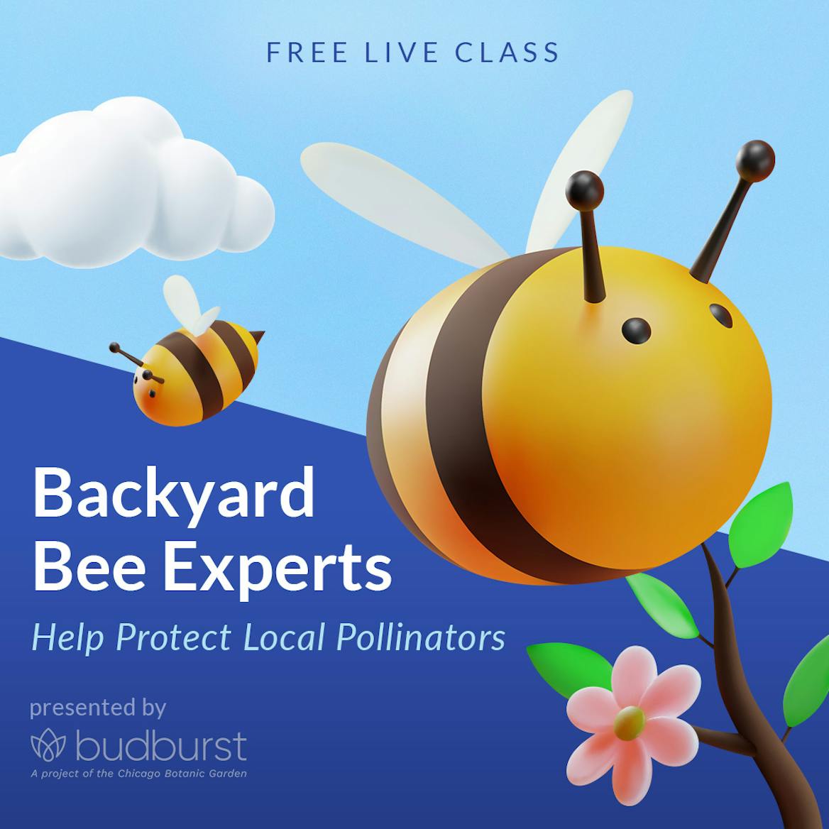 Backyard Bee Experts: Help Protect Local Pollinators