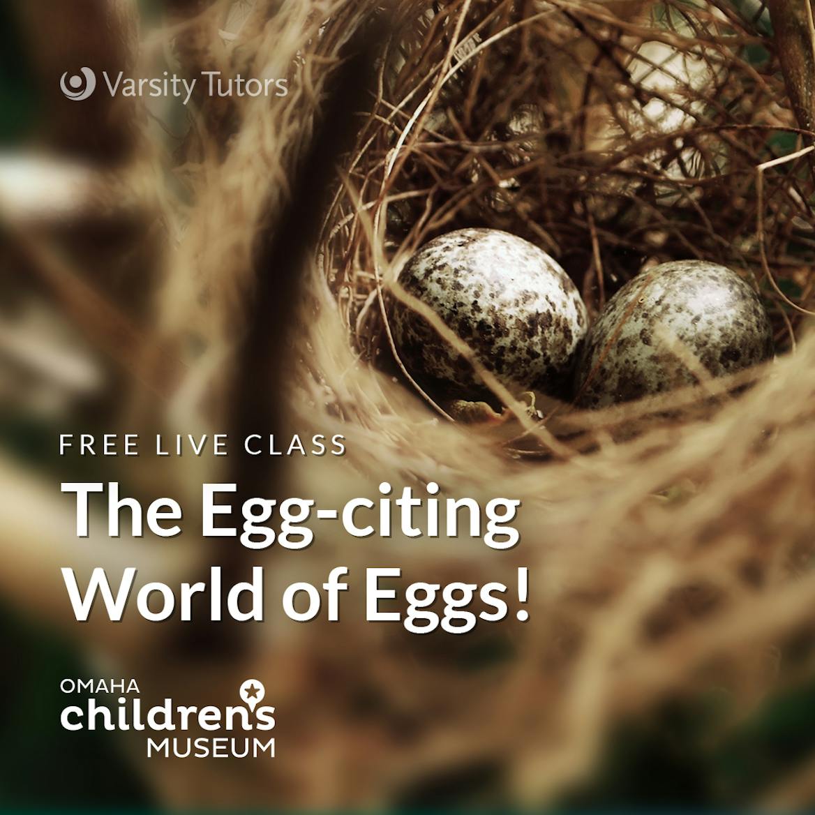 The Egg-citing World of Eggs!