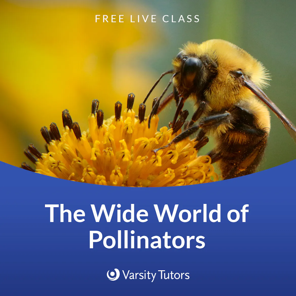 The Wide World of Pollinators