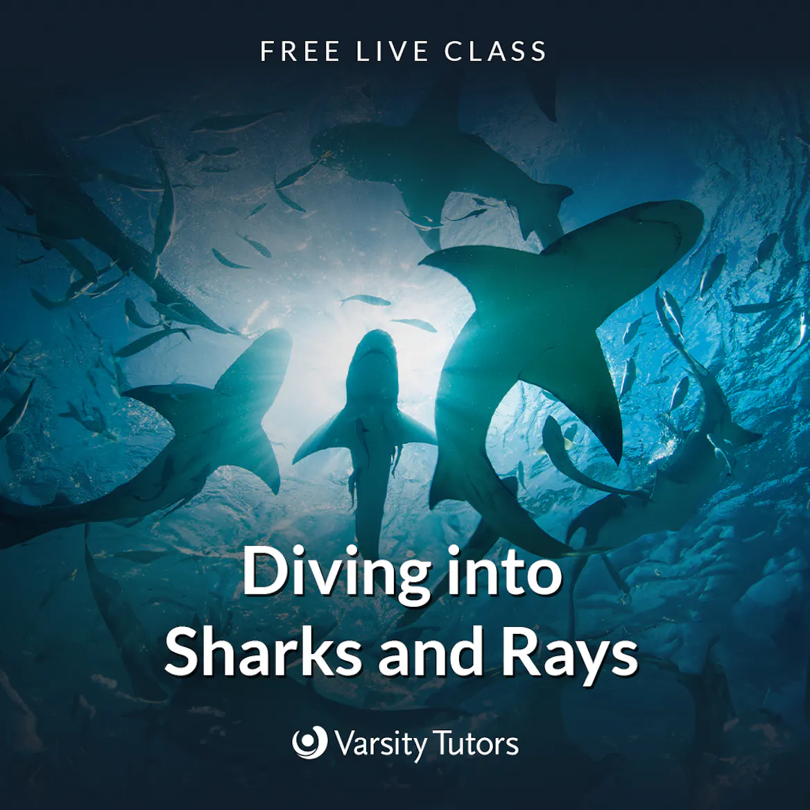 Diving into Sharks and Rays