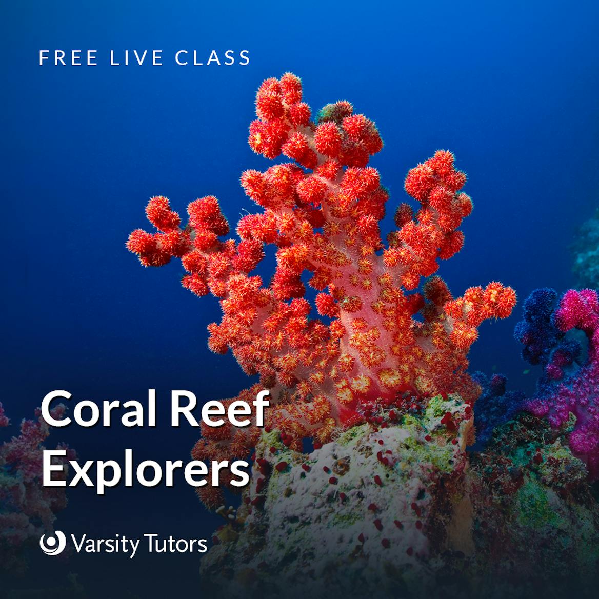 Coral Reef Explorers
