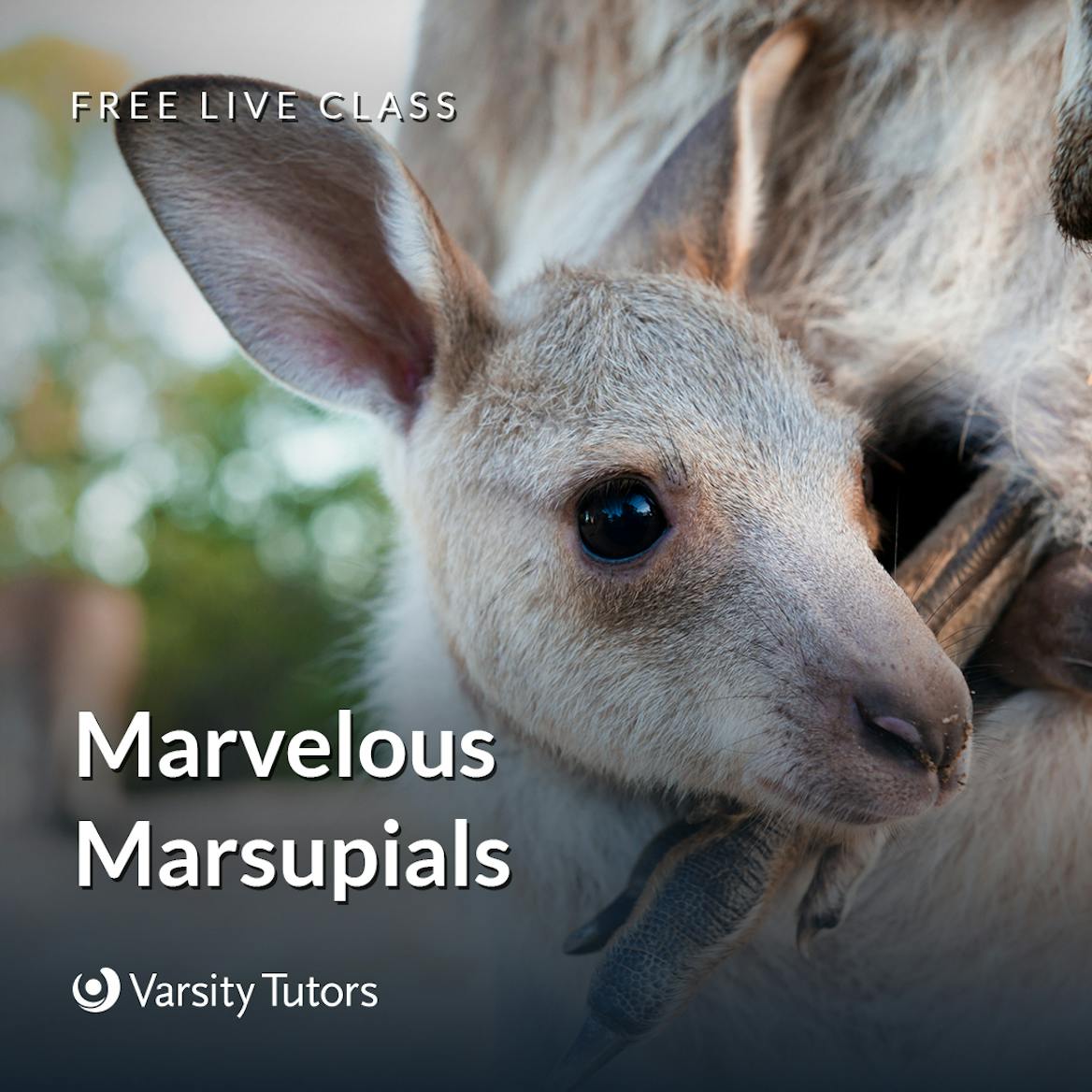 Marvelous Marsupials