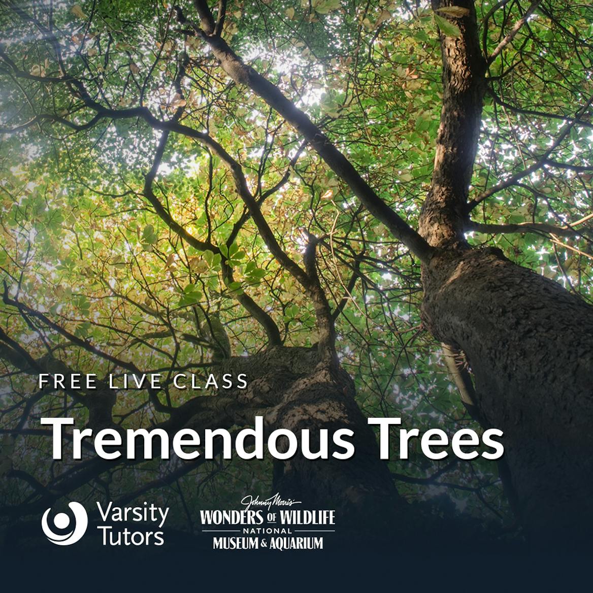 Tremendous Trees
