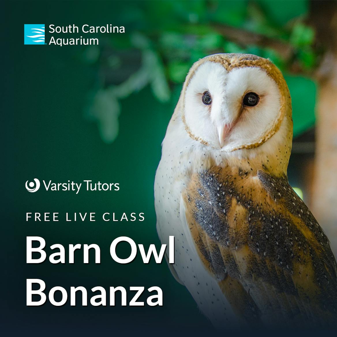 Barn Owl Bonanza