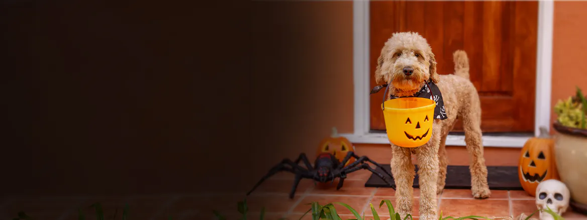 Rover Presents: Dogs, Halloween, & Holiday Safety