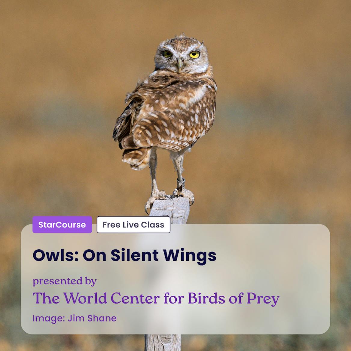 Owls: On Silent Wings