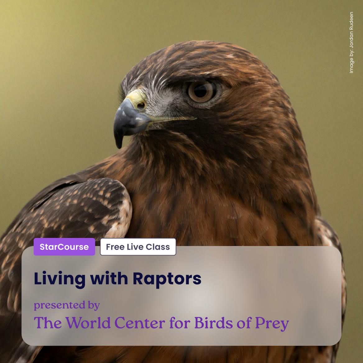 Living with Raptors