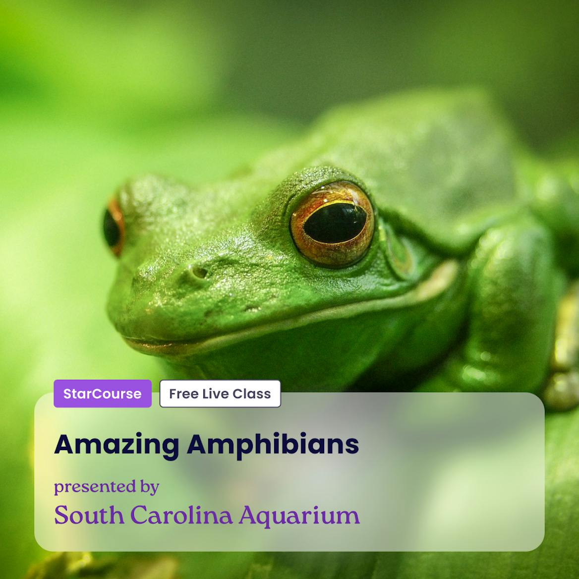 Amazing Amphibians