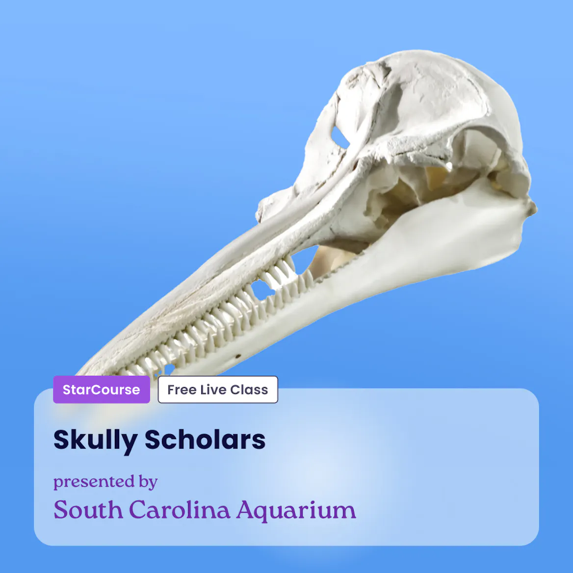 Skully Scholars